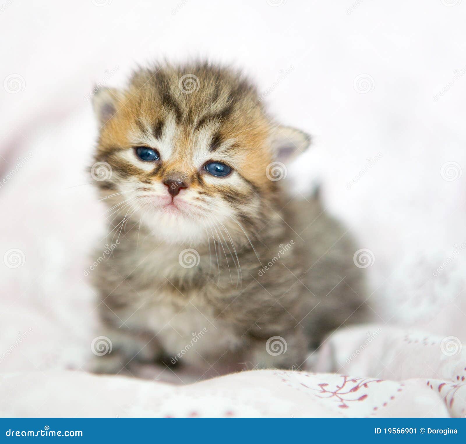 Pretty kitten stock image. Image of meow, animals, attention - 19566901
