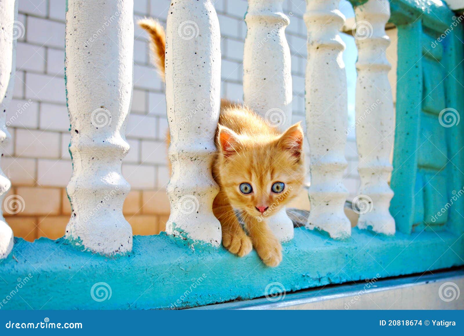 Pretty kitten stock photo. Image of cute, haired, mammal - 20818674
