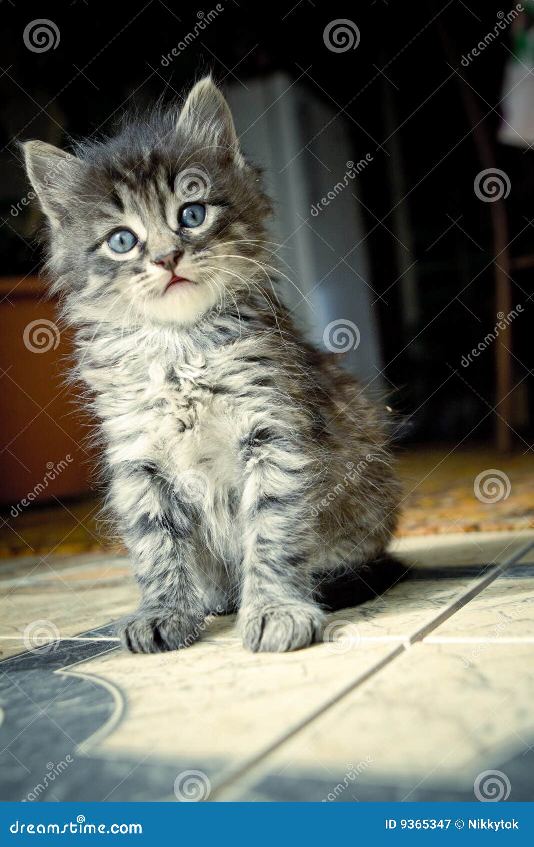 Pretty kitten stock image. Image of compassionate, pitiful - 9365347