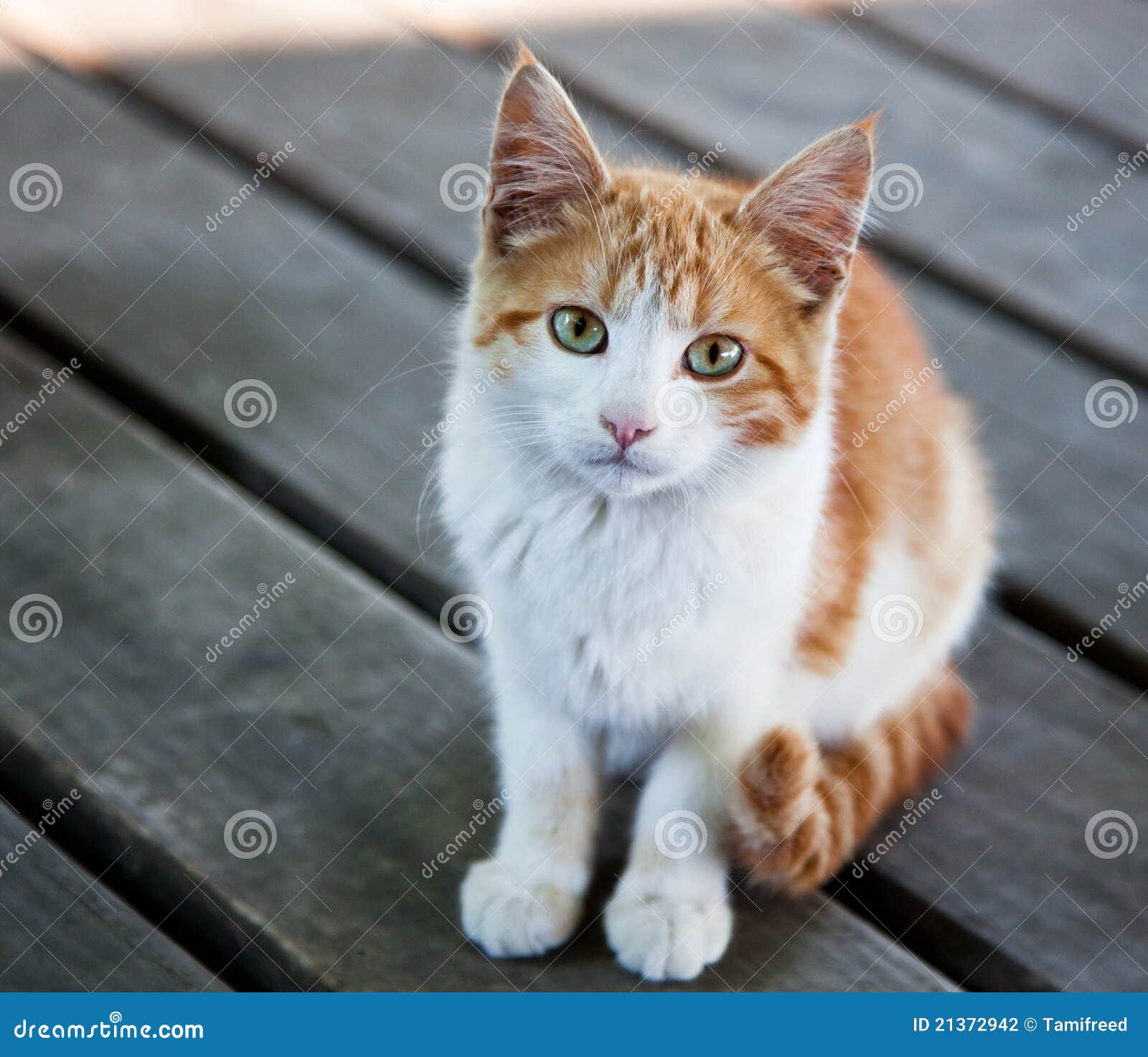 Pretty Kitty stock photo. Image of nature, wood, kitty - 21372942