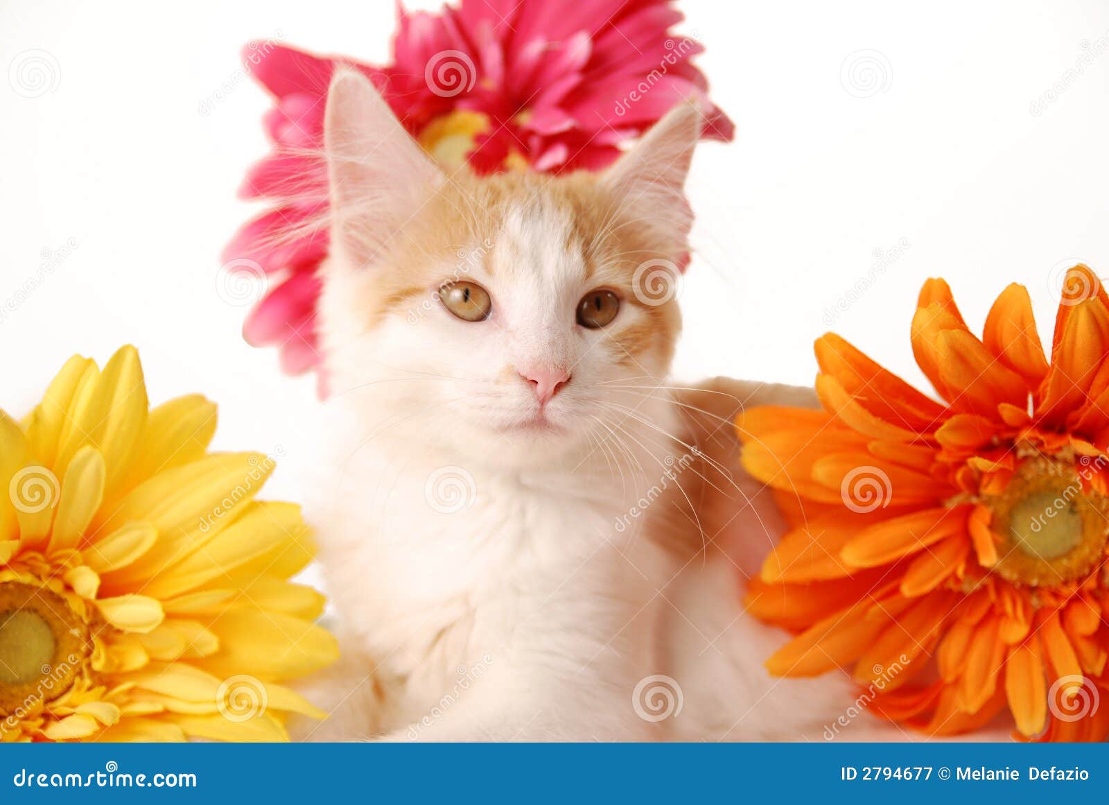Pretty kitty stock image. Image of rest, snuggle, peaceful - 2794677