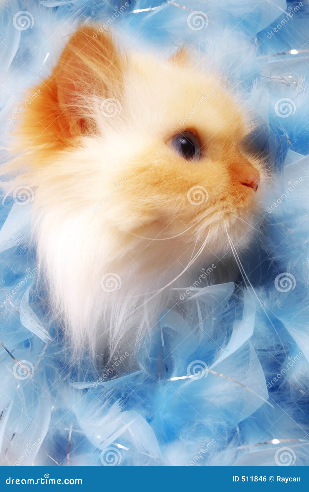 Pretty Kitty stock photo. Image of closed, alert, hair - 511846