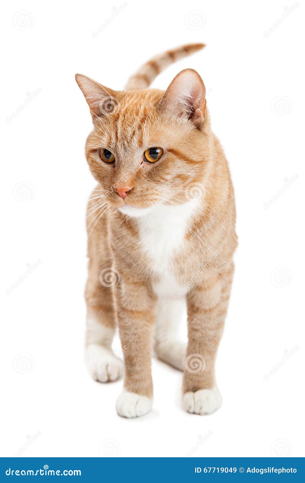 Pretty Kitty Standing Over White Background Stock Image - Image of ...