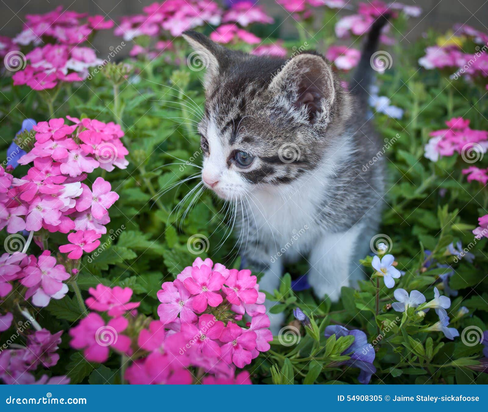 Pretty Kitty stock image. Image of domestic, tabby, small - 54908305