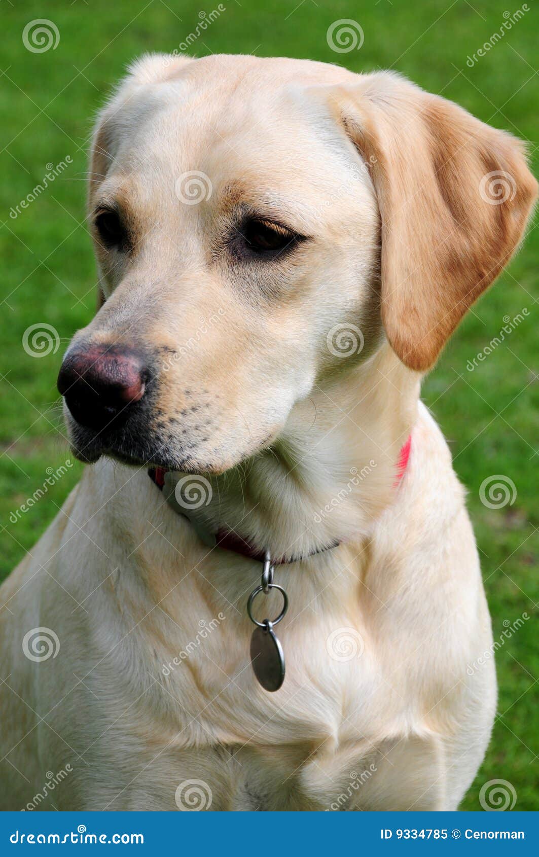 Pretty lab stock image. Image of puppy, gold, collar, outdoors - 9334785