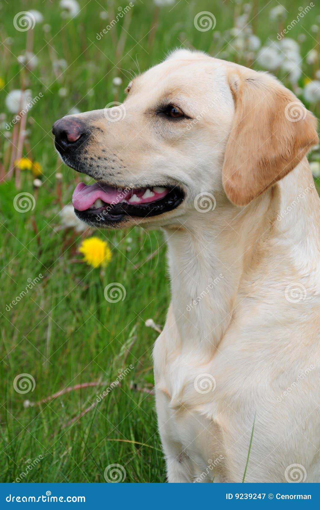 Pretty labrador stock image. Image of gold, clouds, country - 9239247