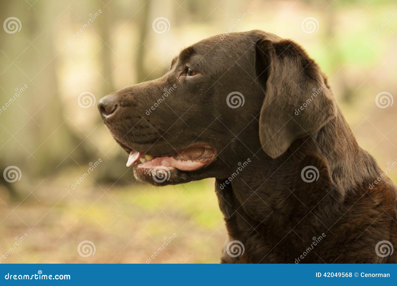 Pretty labrador dog stock photo. Image of sunrise, labrador - 42049568
