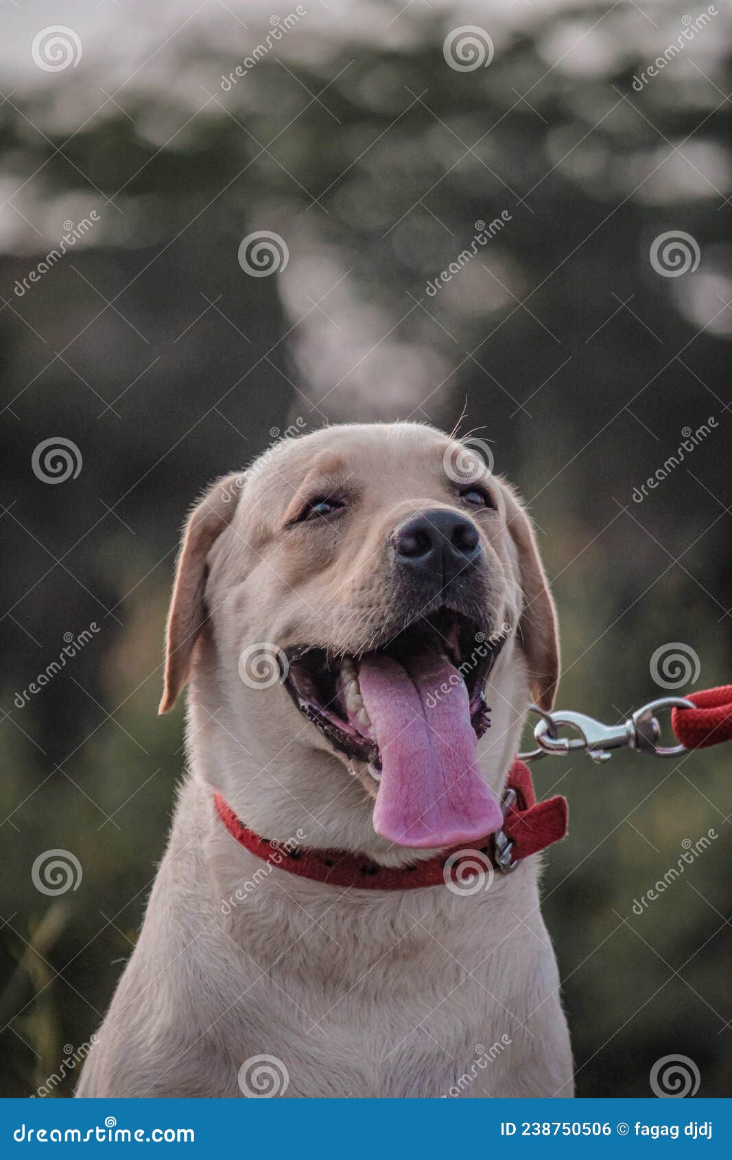 Pretty Labrador Dog with Red Collor Stock Photo - Image of pretty ...