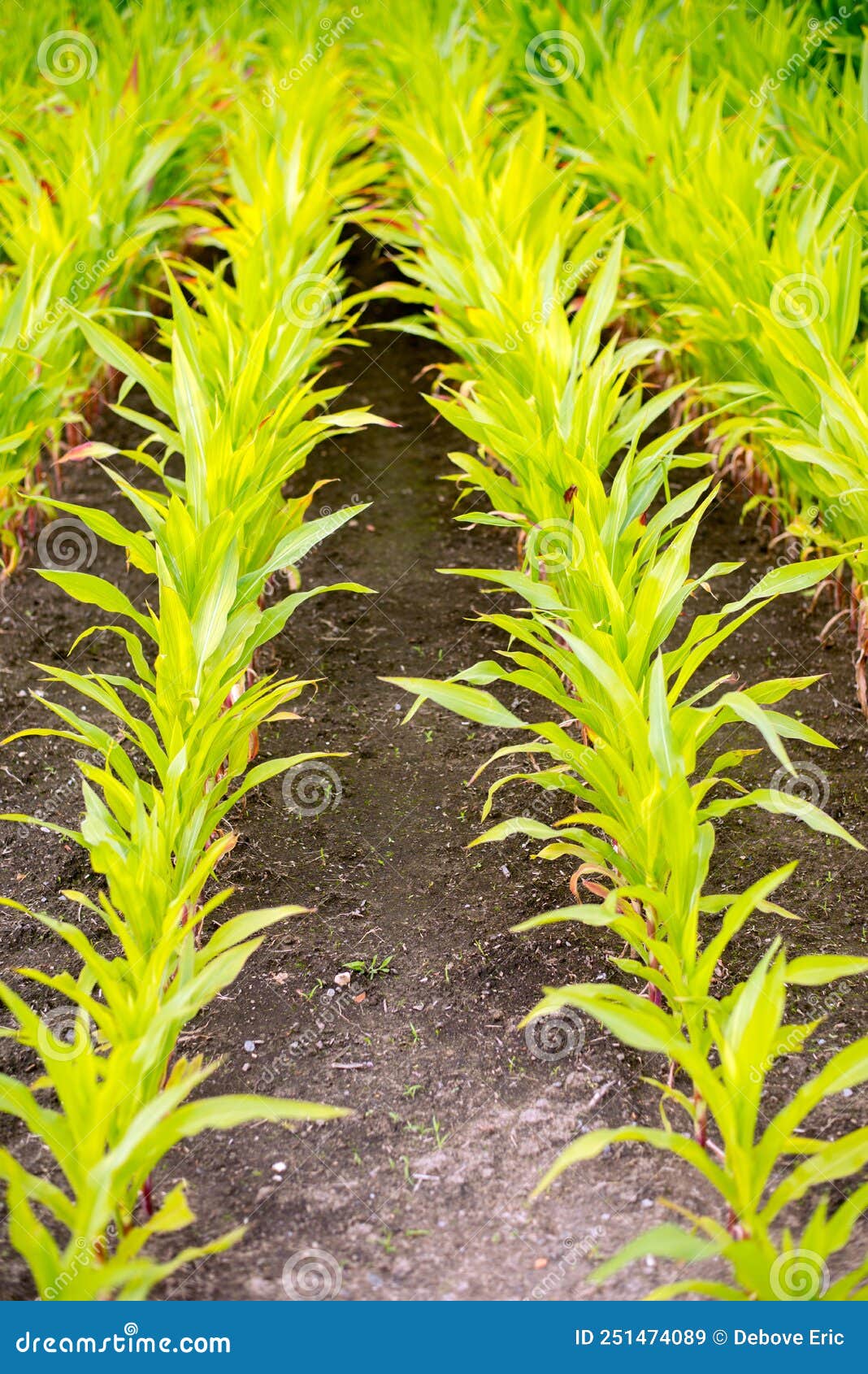 Pretty Landscape of a Field of Young Corn Plants Stock Image - Image of ...