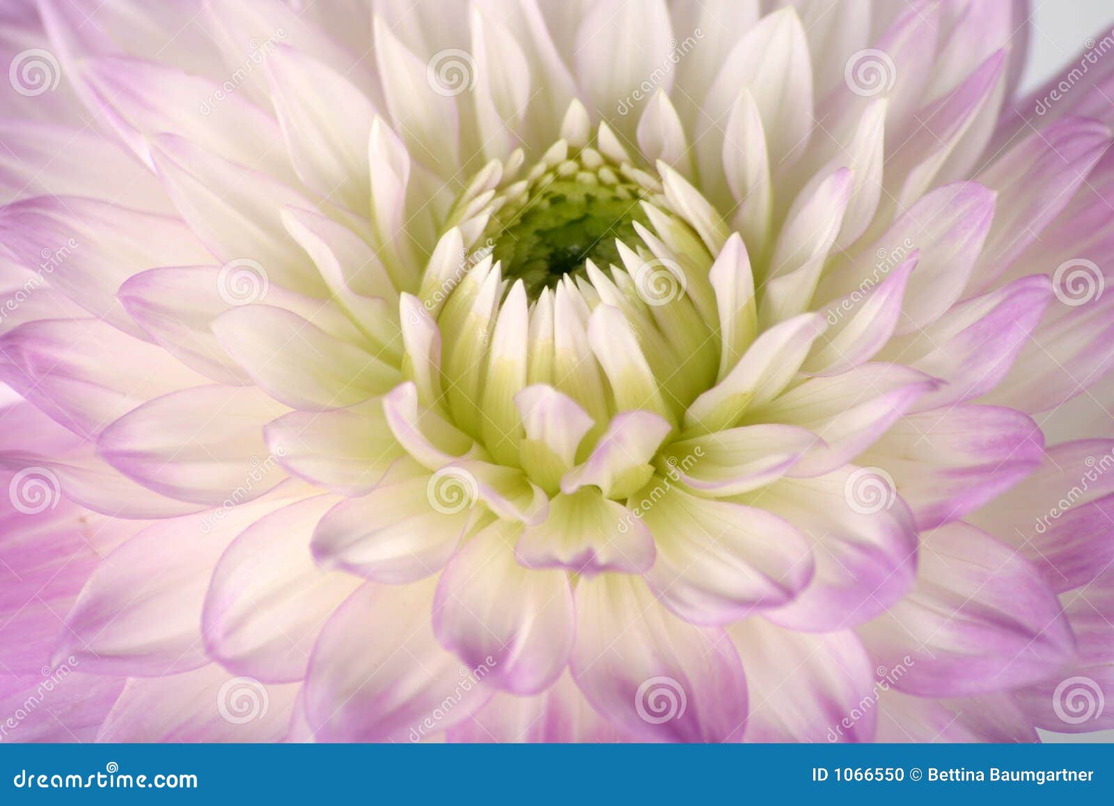Pretty in lavender stock photo. Image of color, beautiful - 1066550