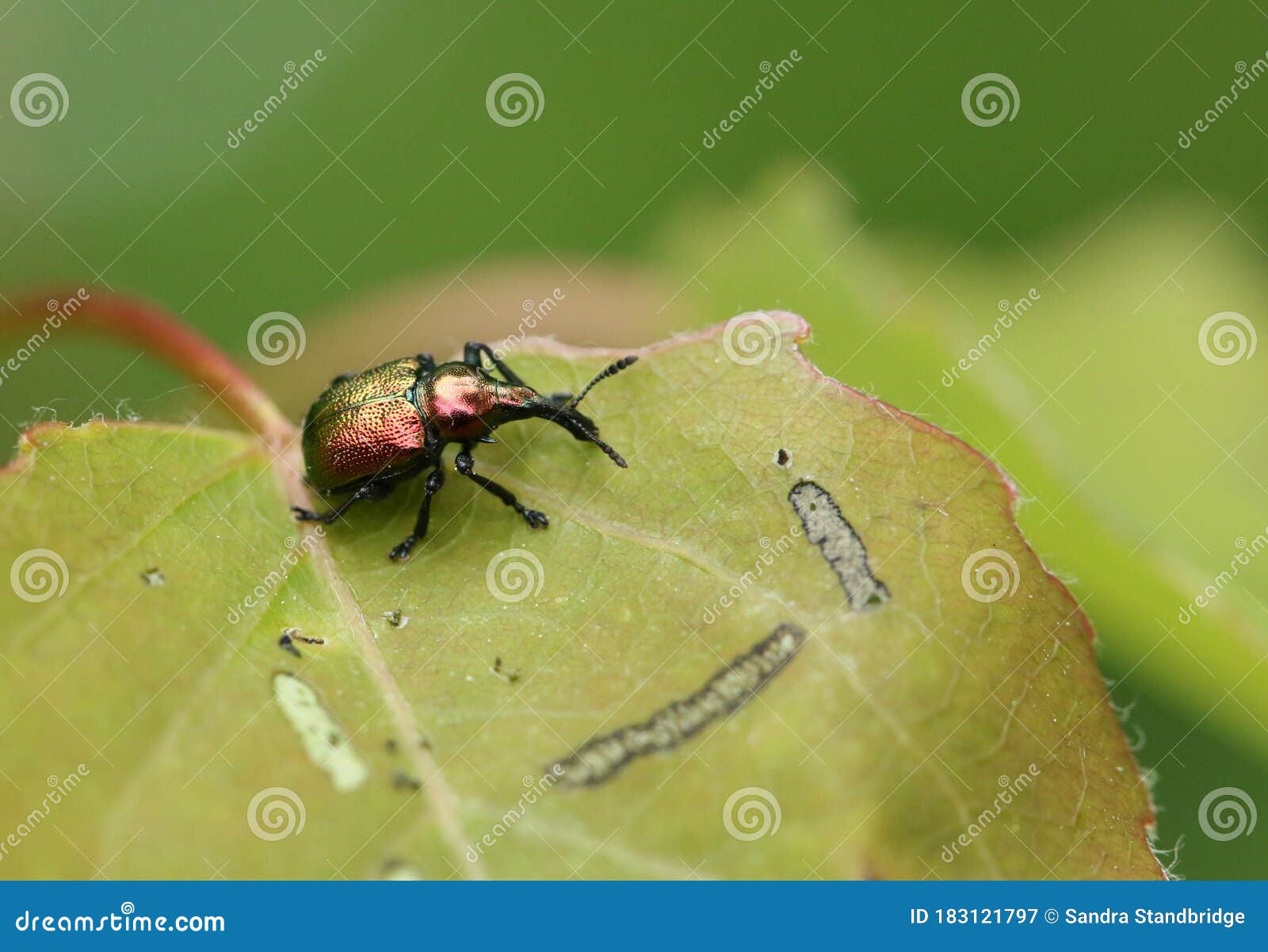A Leaf Rolling Weevil, Byctiscus Populi, Perching on a Aspen Tree Leaf ...