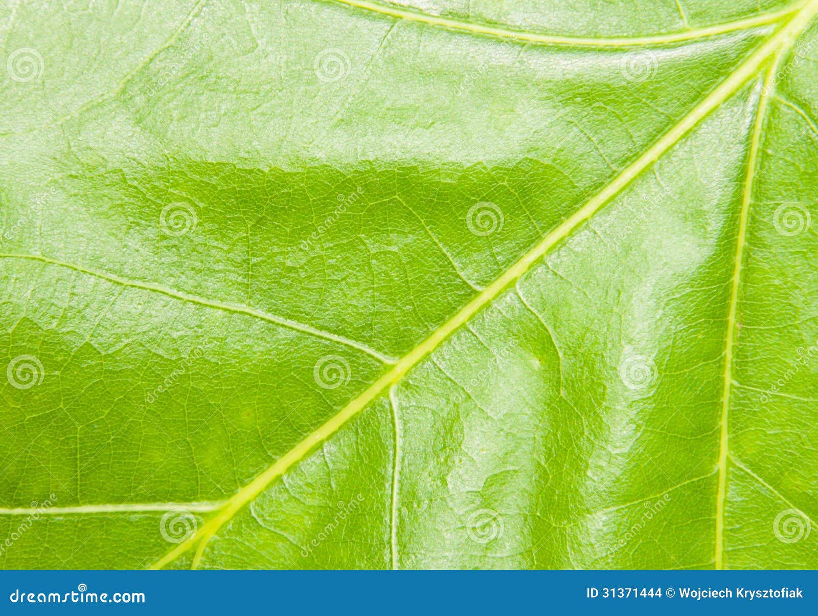 Pretty leaf stock photo. Image of growth, isolated, ecology - 31371444