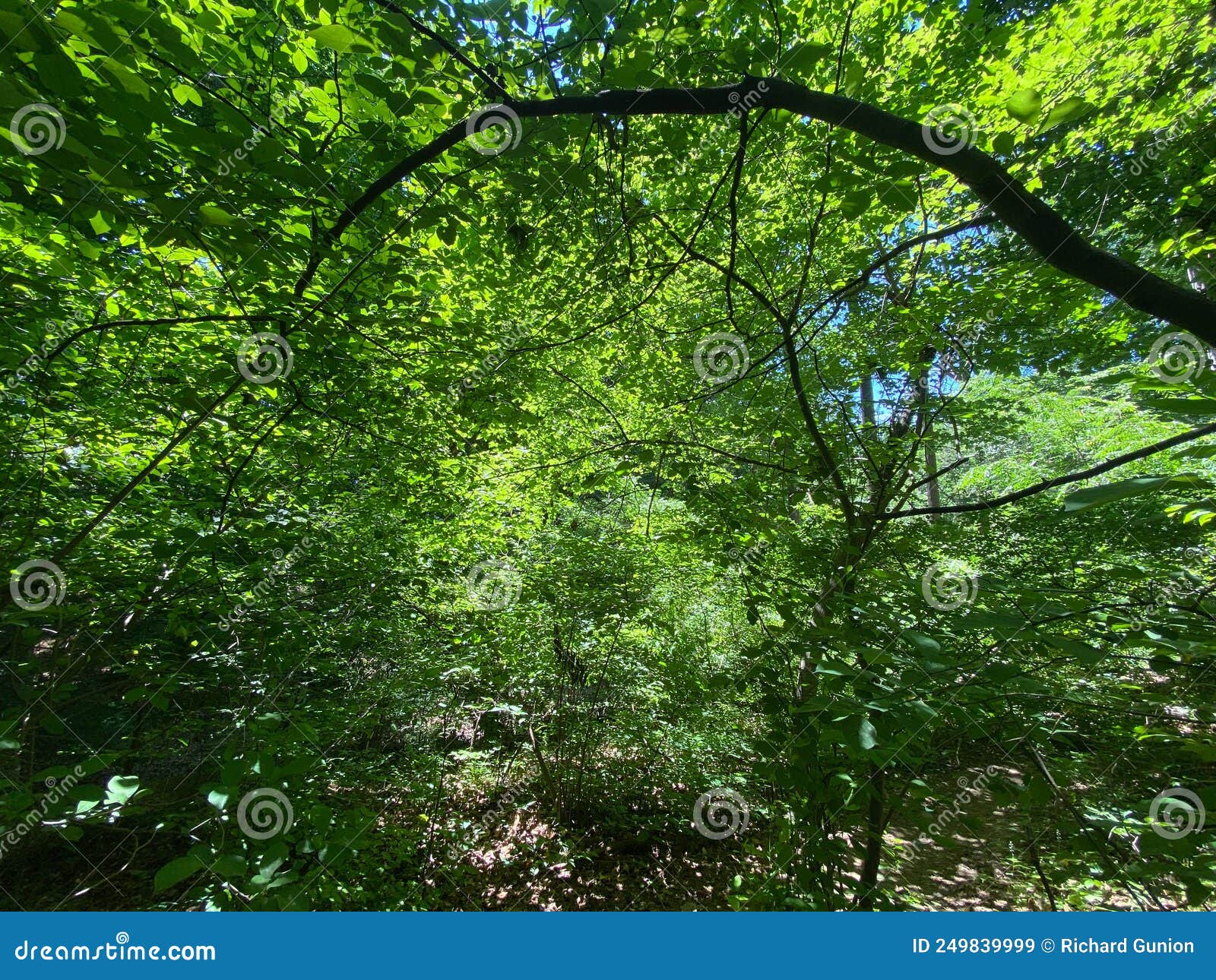 Pretty Leaves and Branches in Spring in June Stock Image - Image of ...