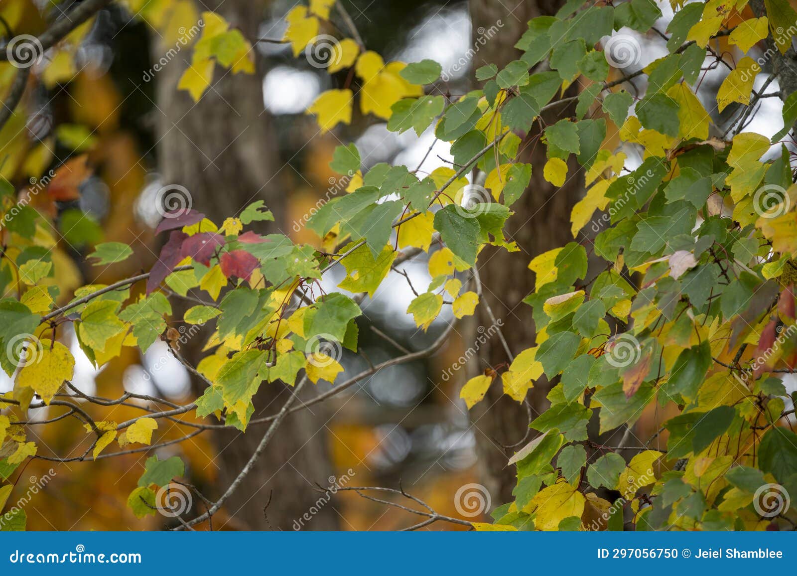 Pretty leaves in fall. stock photo. Image of branch - 297056750