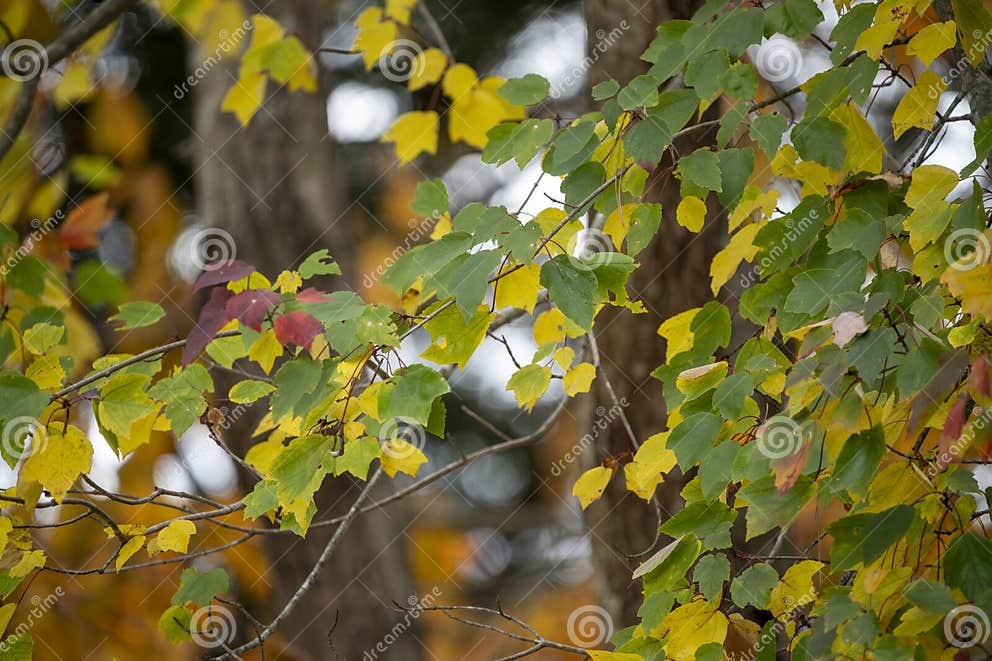 Pretty leaves in fall. stock photo. Image of branch - 297056750