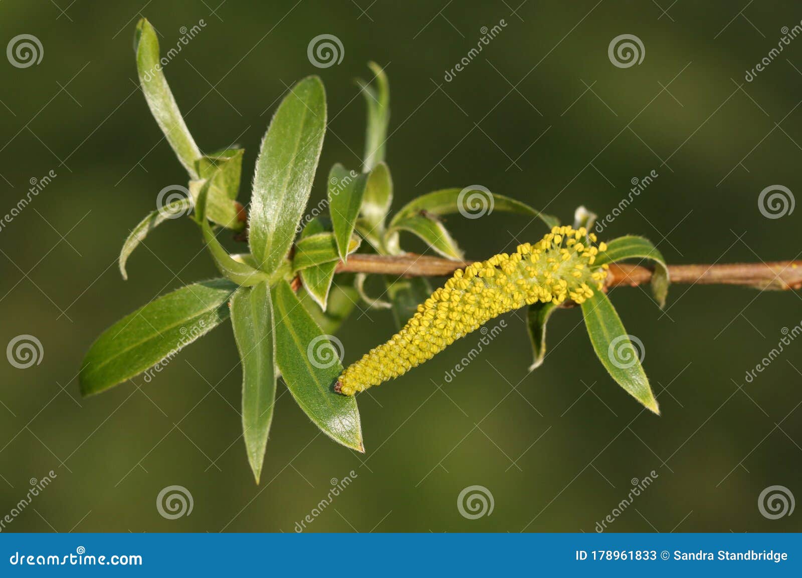 Weeping Willow Flower