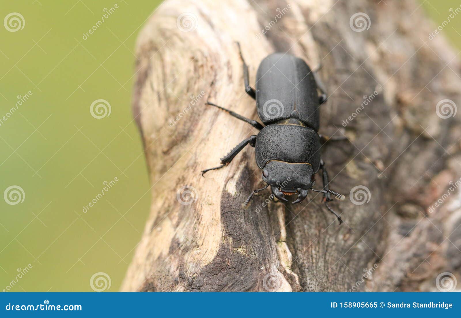 A Pretty Lesser Stag Beetle, Dorcus Parallelipipedus, Perching on a ...