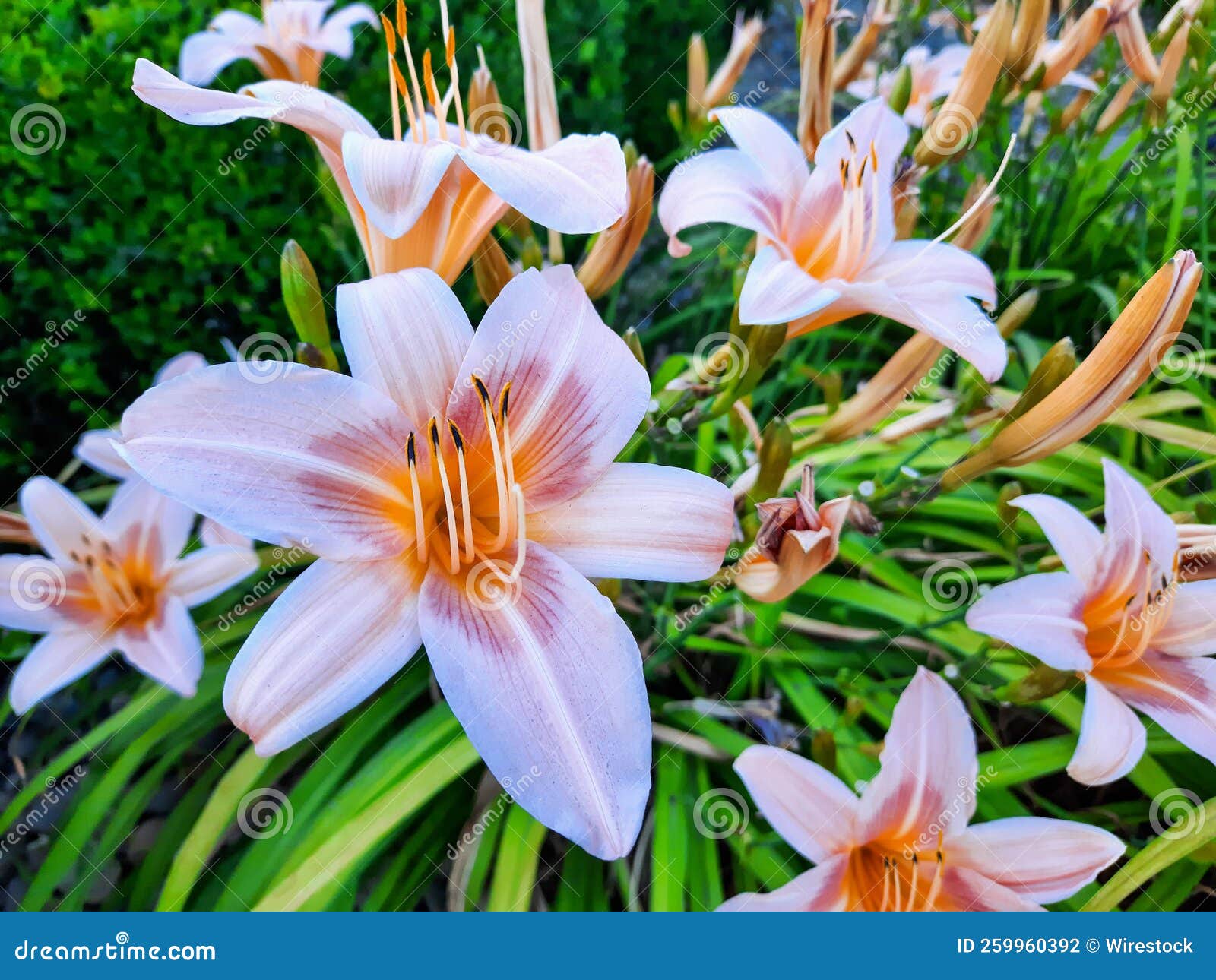 Pretty Lily Flowers in the Green Forest Stock Photo - Image of blooming ...