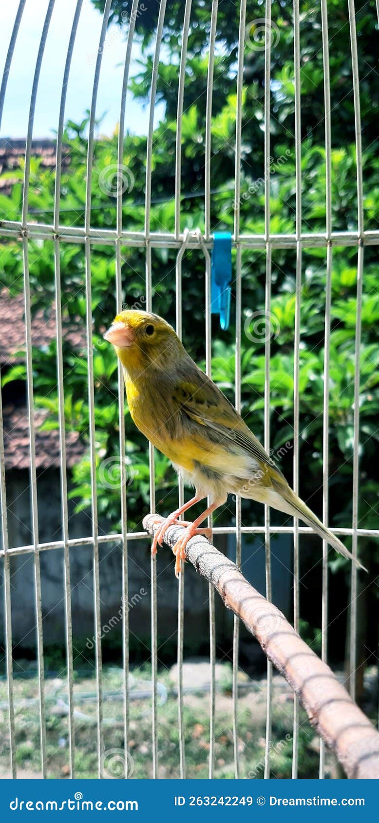 Pretty little bird stock image. Image of beautiful, little - 263242249