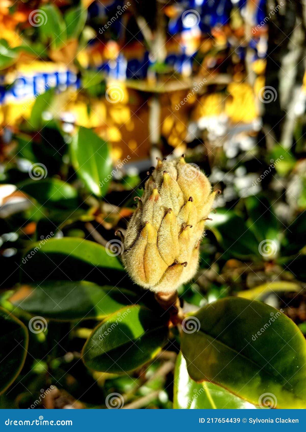 Pretty little bud on tree stock image. Image of green - 217654439