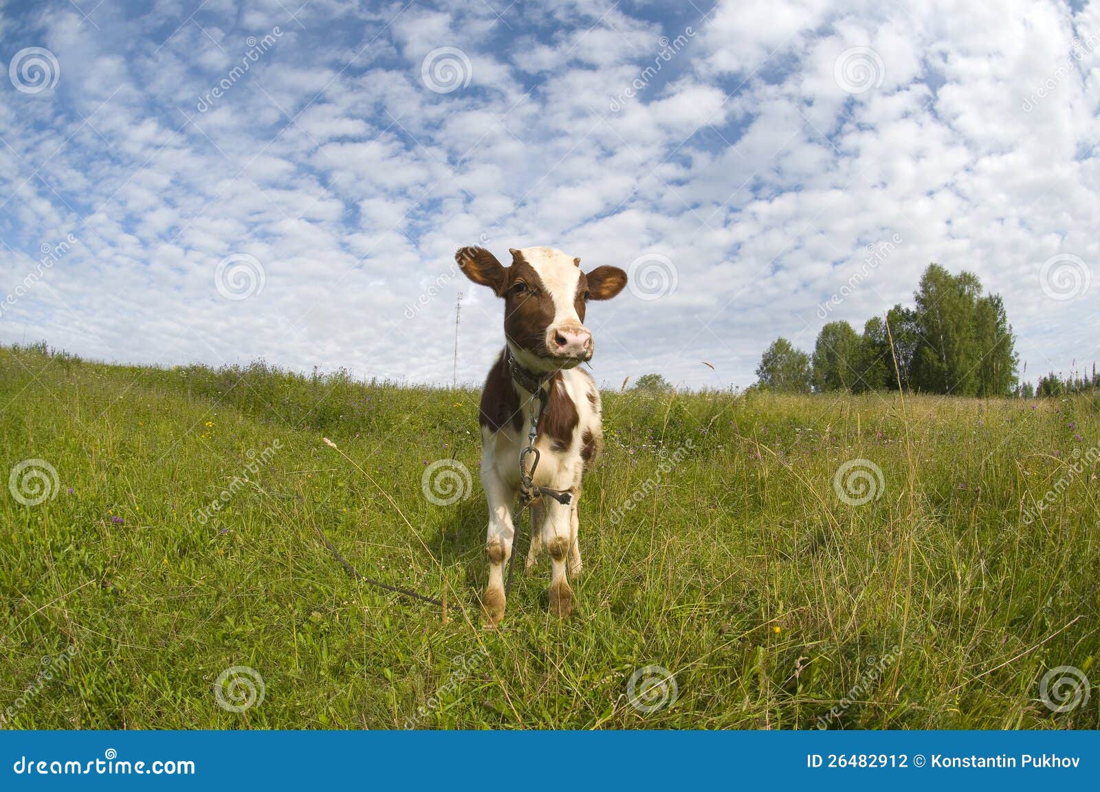 Pretty little bull stock photo. Image of agriculture - 26482912