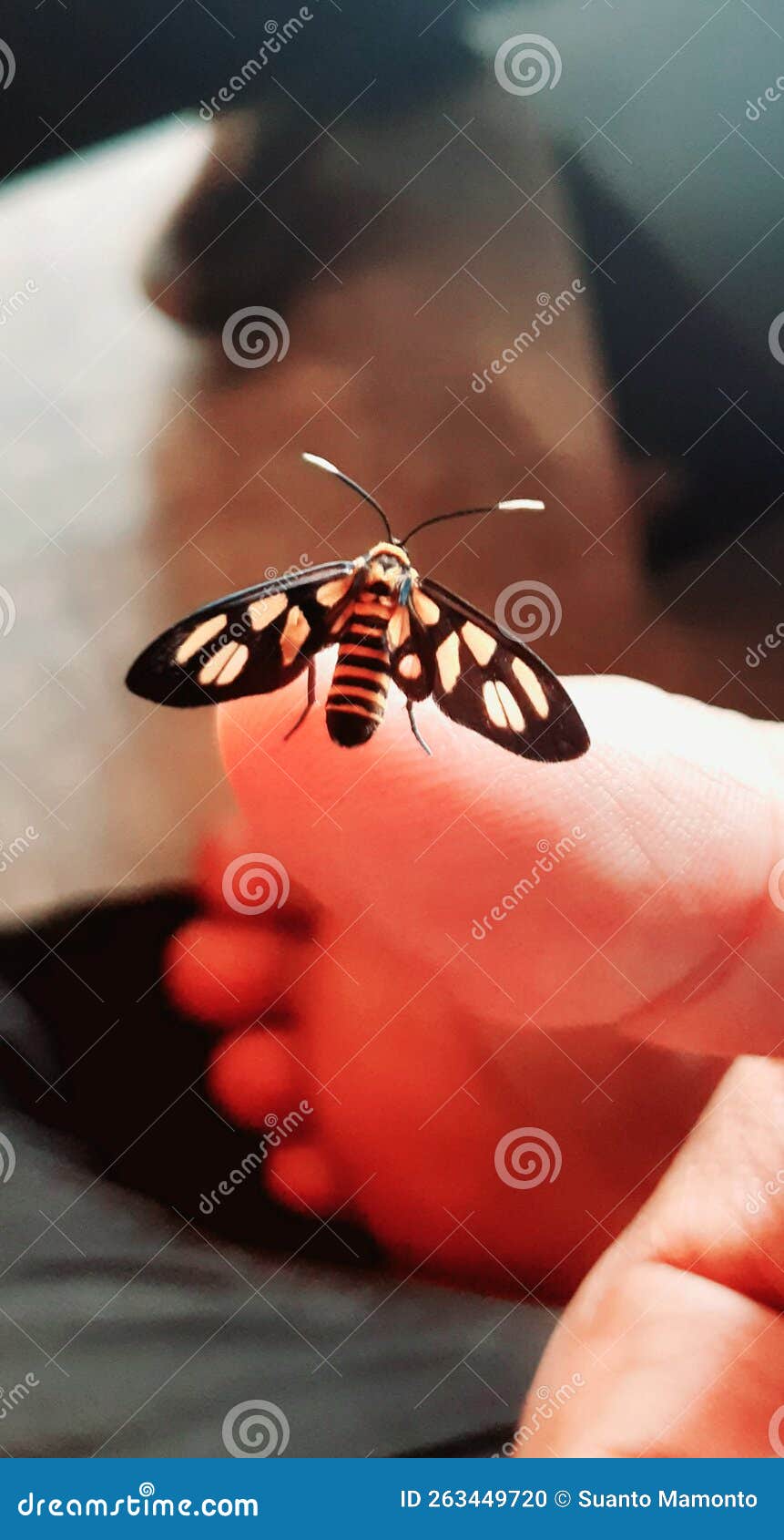 Pretty little butterfly stock photo. Image of invertebrate - 263449720