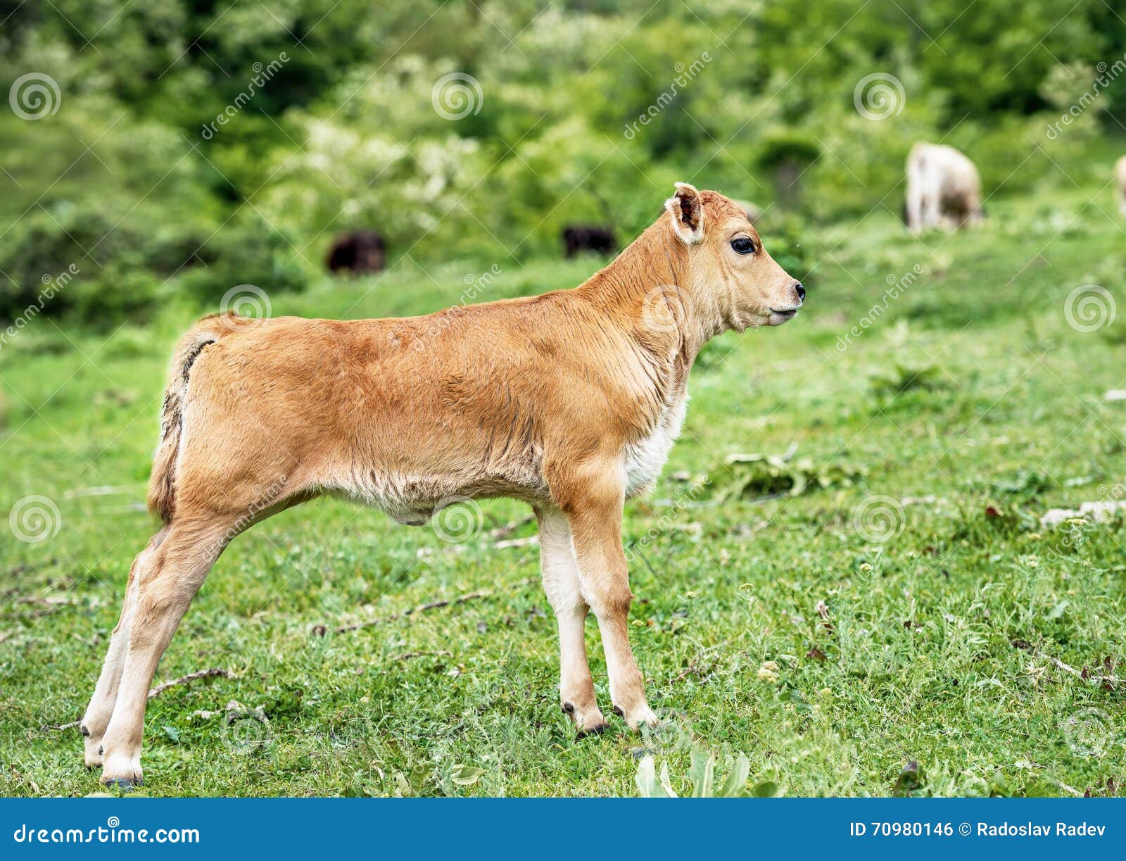 Pretty Little Calf in Green Pasture. Stock Photo - Image of agriculture ...