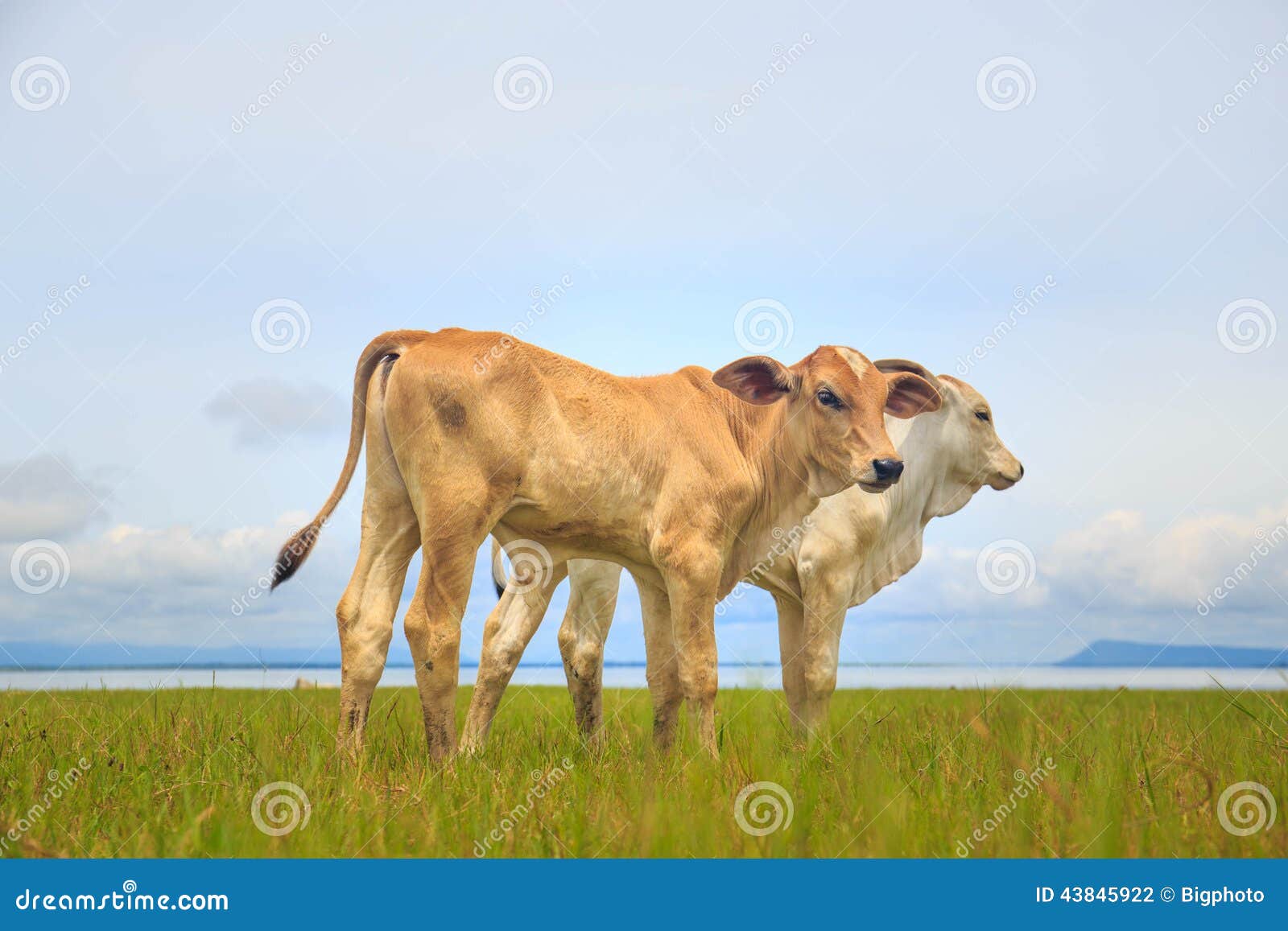 Pretty Little Calf Standing Alone in Green Pasture Stock Photo - Image ...