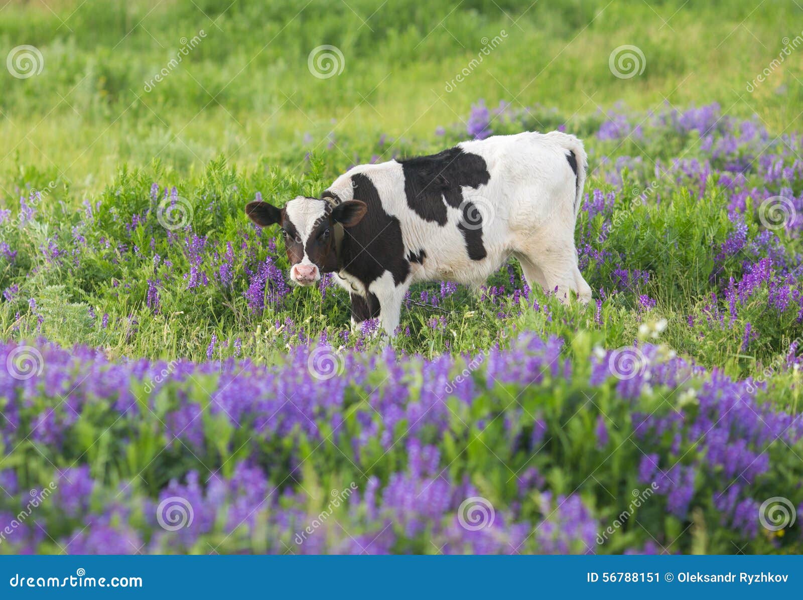 Pretty Little Calf Standing Alone Stock Image - Image of buffalo, bull ...