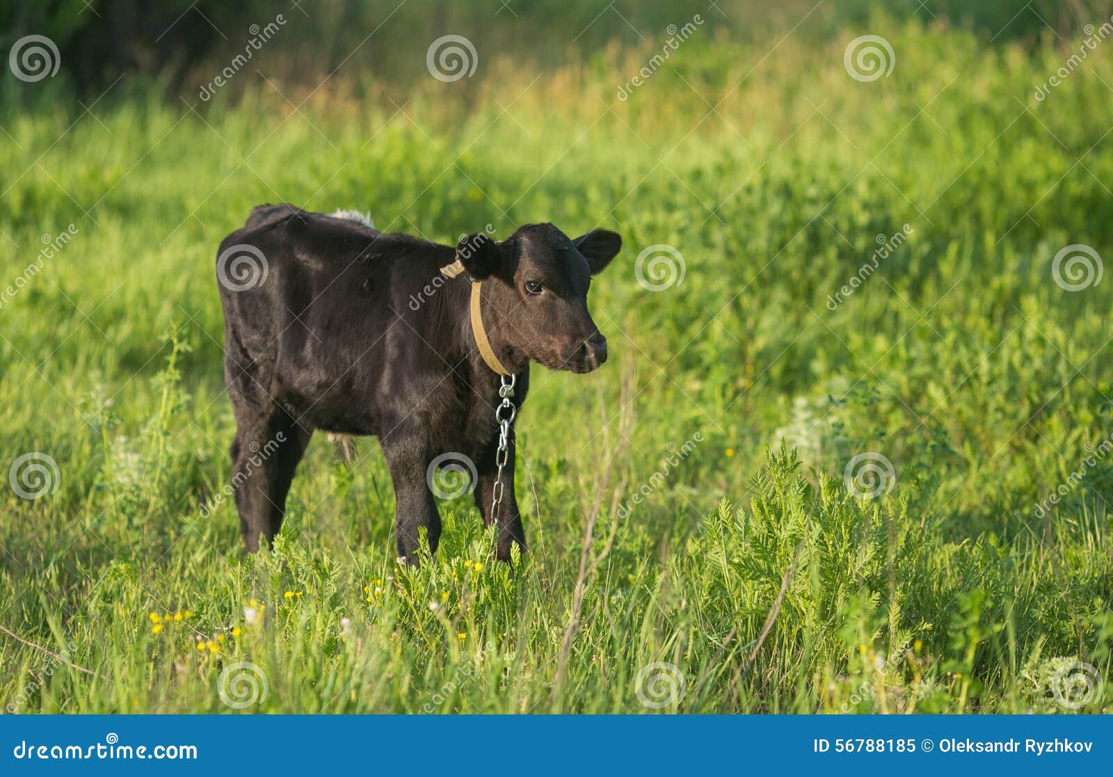 Pretty Little Calf Standing Alone Stock Image - Image of animal, bull ...