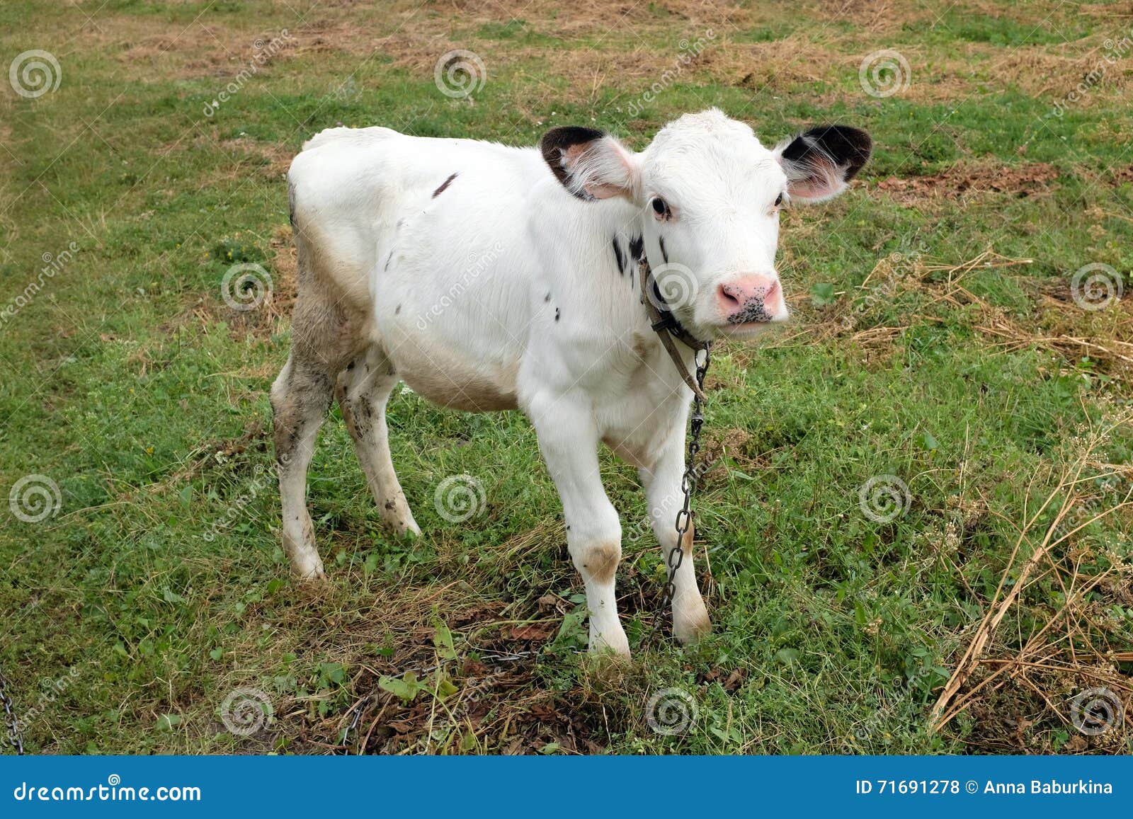 Pretty little calf stock photo. Image of livestock, curious - 71691278