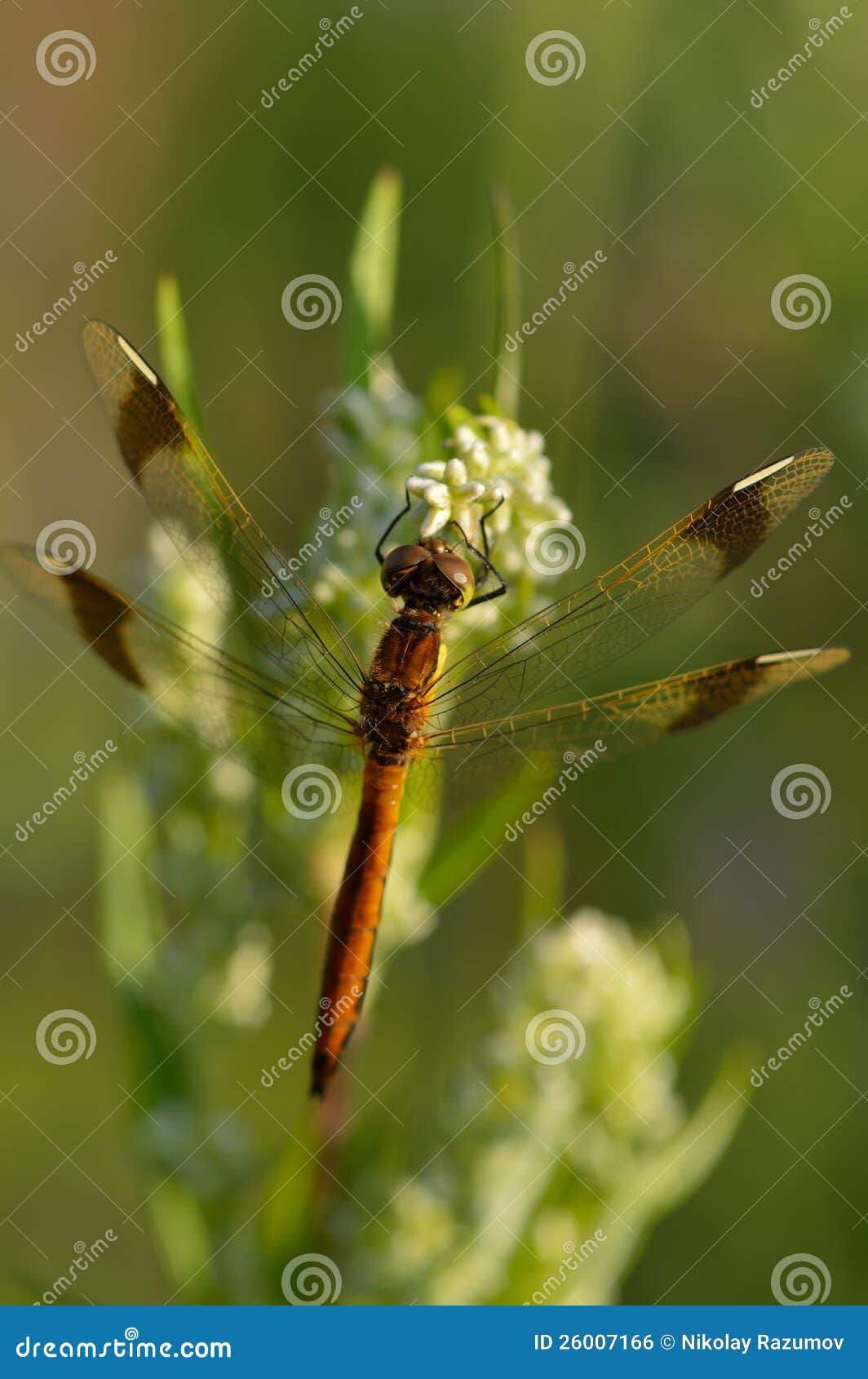 Pretty Little Dragonfly Sitting on Plant Stock Photo - Image of area ...