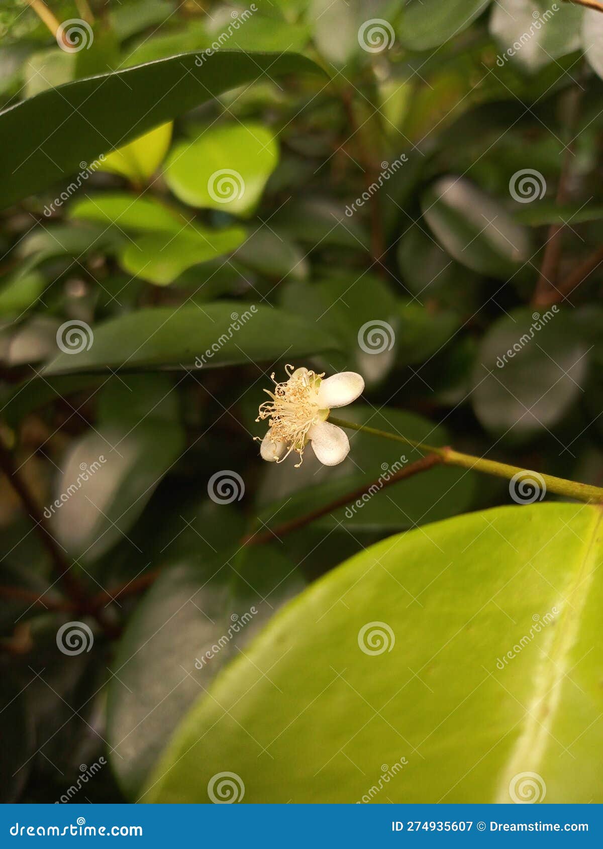 Pretty Little Flower in the Indonesian Beach Stock Image - Image of ...