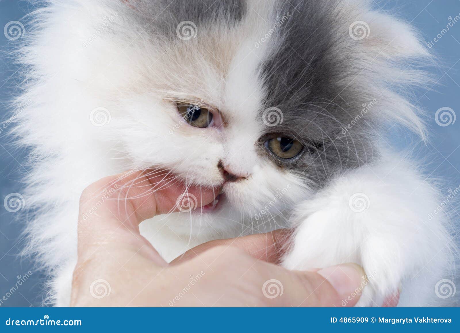 Pretty Little Kitten Biting Finger Stock Image - Image of color, young ...