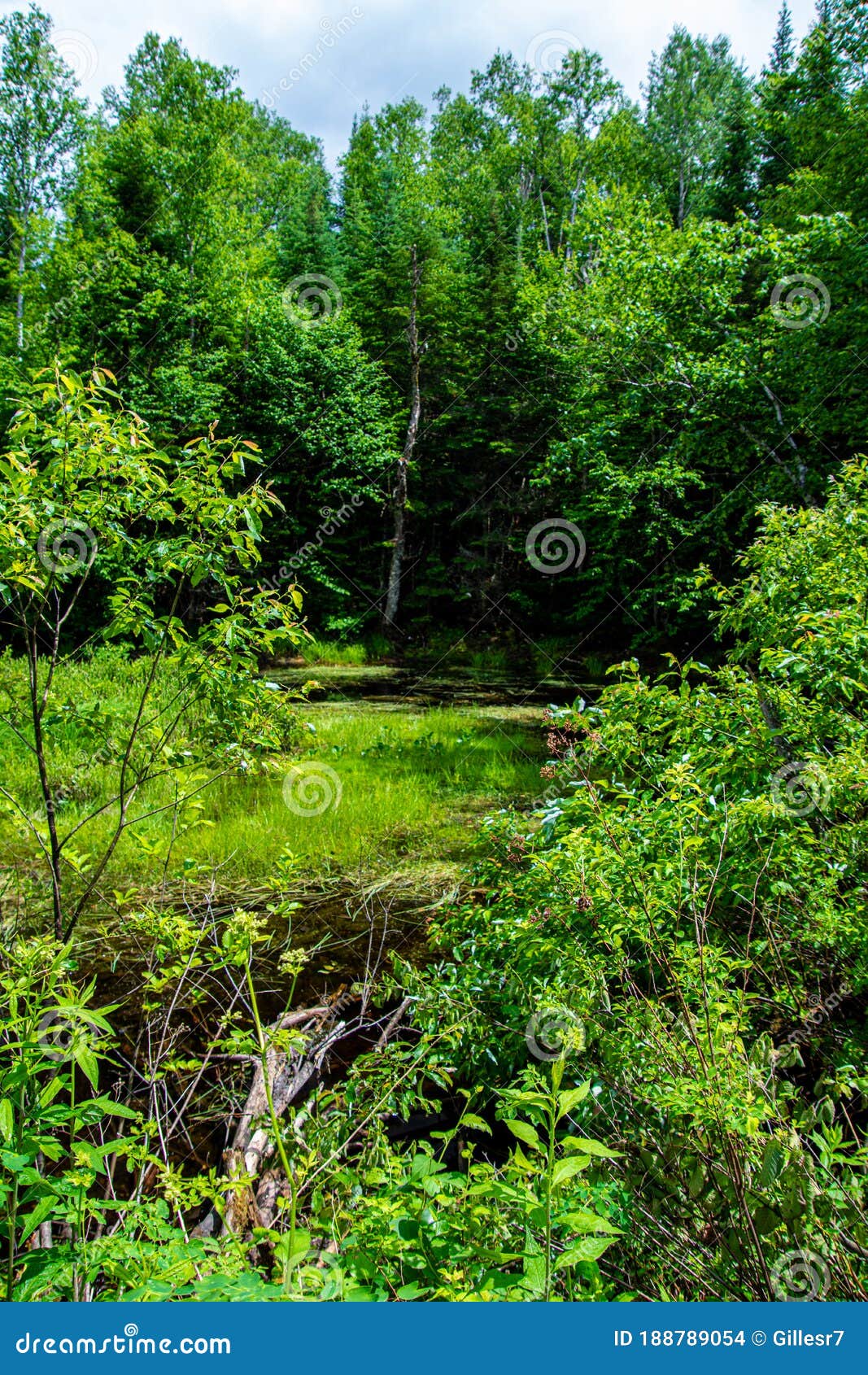 Pretty Little Natural Pond in Forest in Quebec, Canada Stock Photo ...