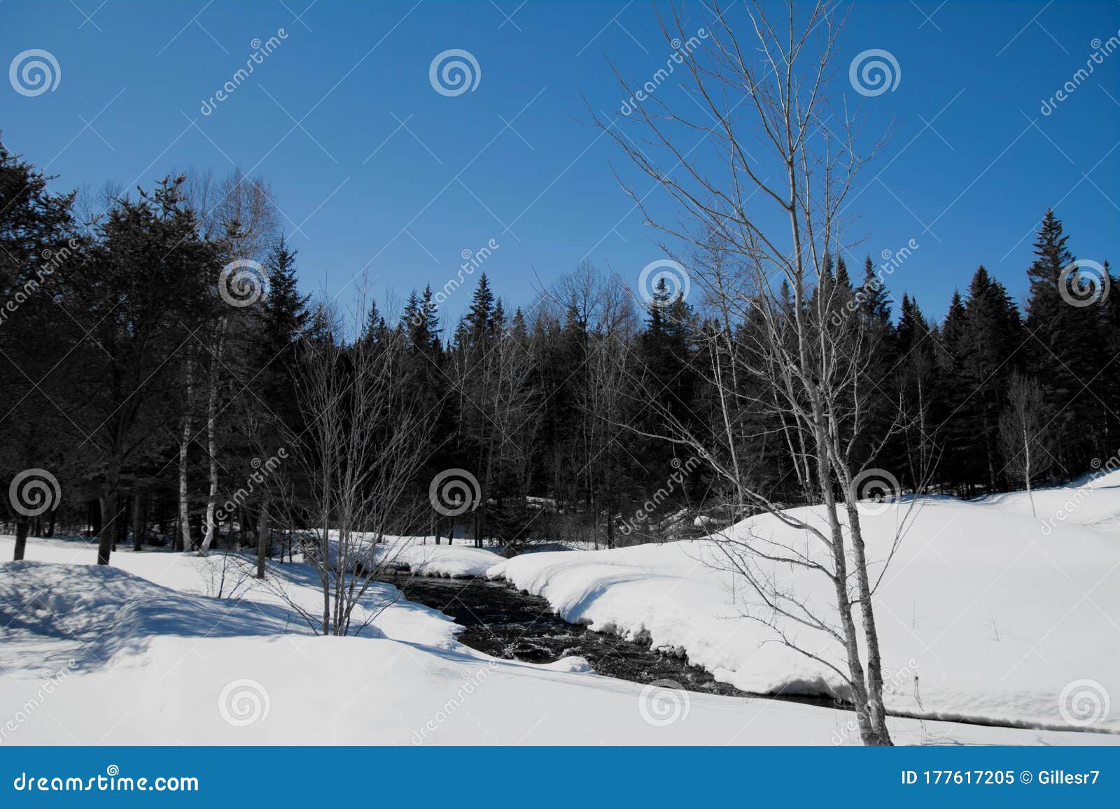 Pretty Little Stream in Forest in the Canadian Winter Stock Image ...