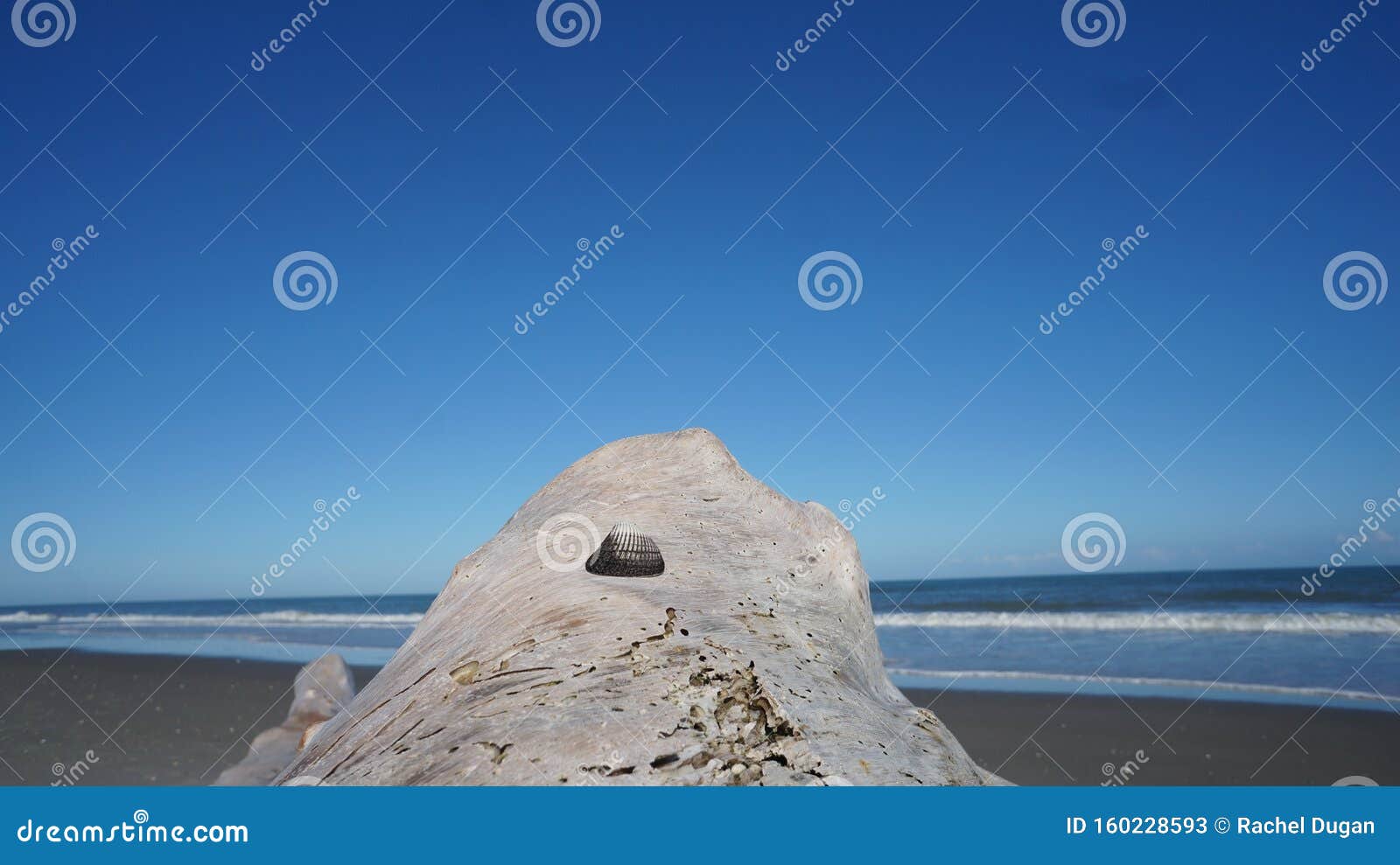 Oceanwood Stock Photos - Free & Royalty-Free Stock Photos from Dreamstime