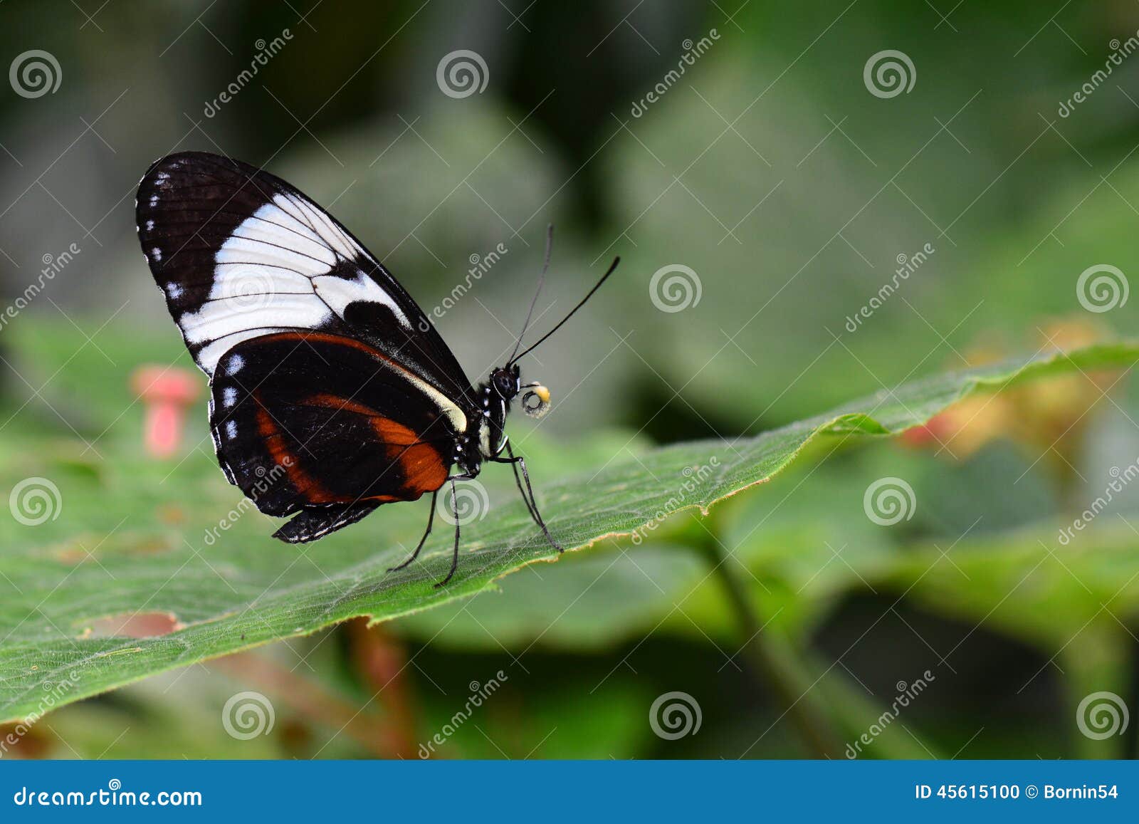 Pretty longwing butterfly stock photo. Image of longwing - 45615100