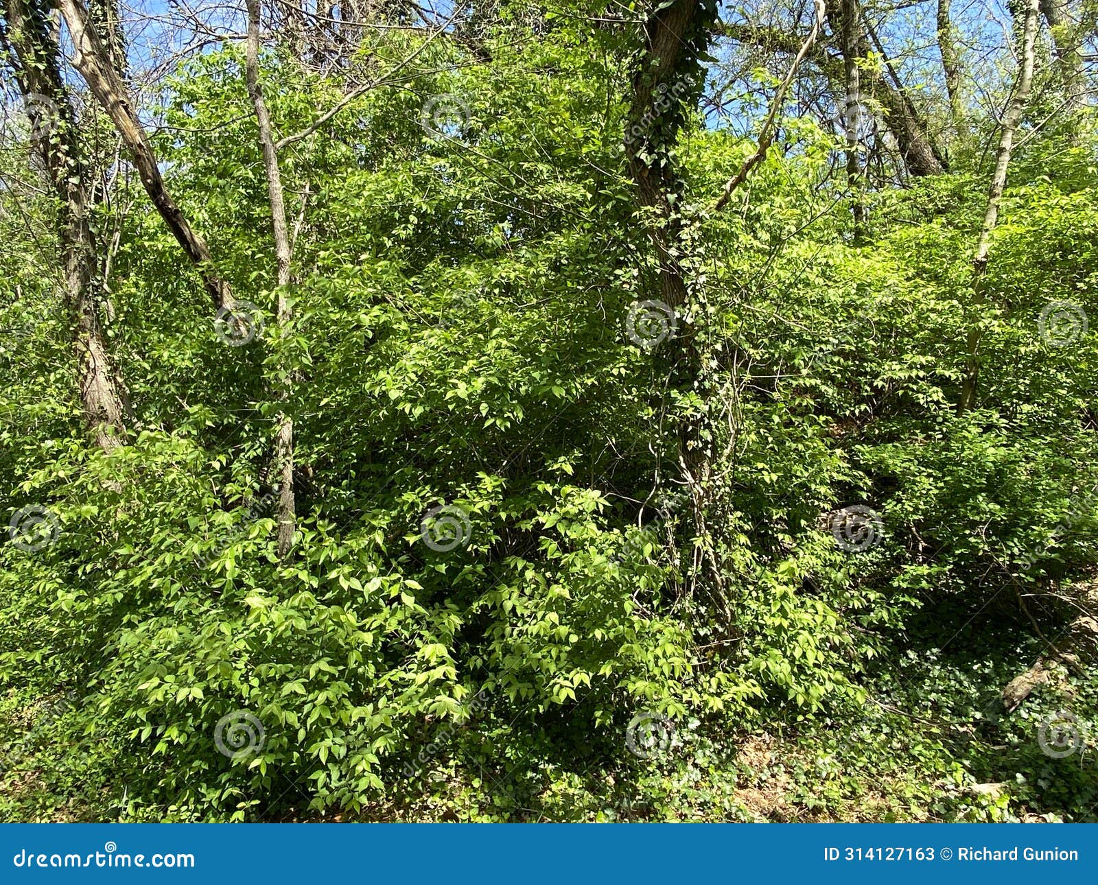 Pretty Lush Green Spring Forest in April Stock Image - Image of forest ...