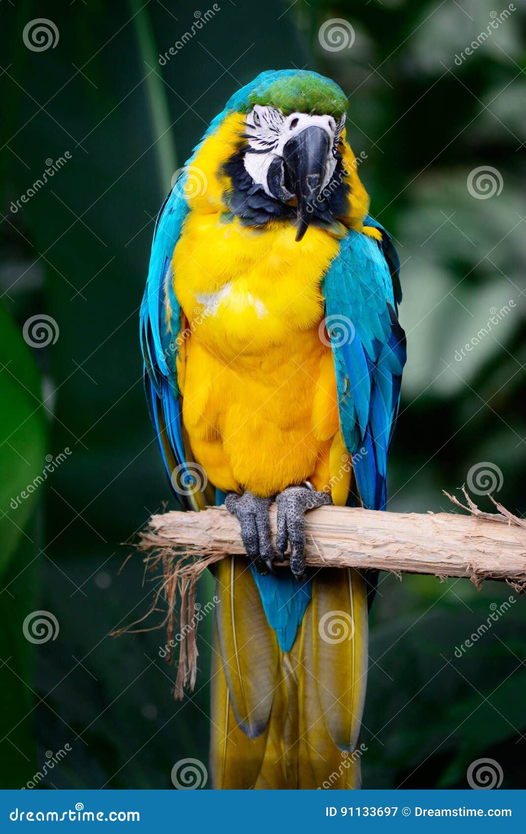 Pretty macaw stock image. Image of nature, colorful, macaw - 91133697
