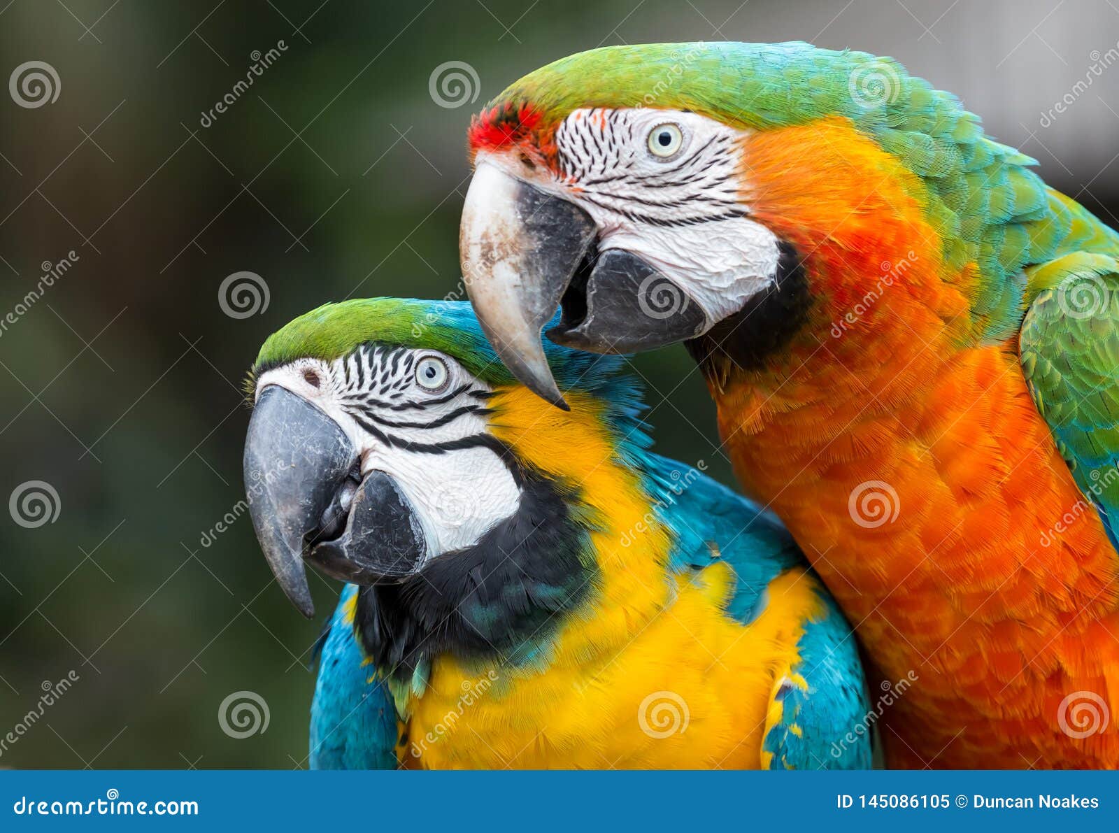 Pretty Macaw Parrots with Multi-colored Feathers Stock Image - Image of ...