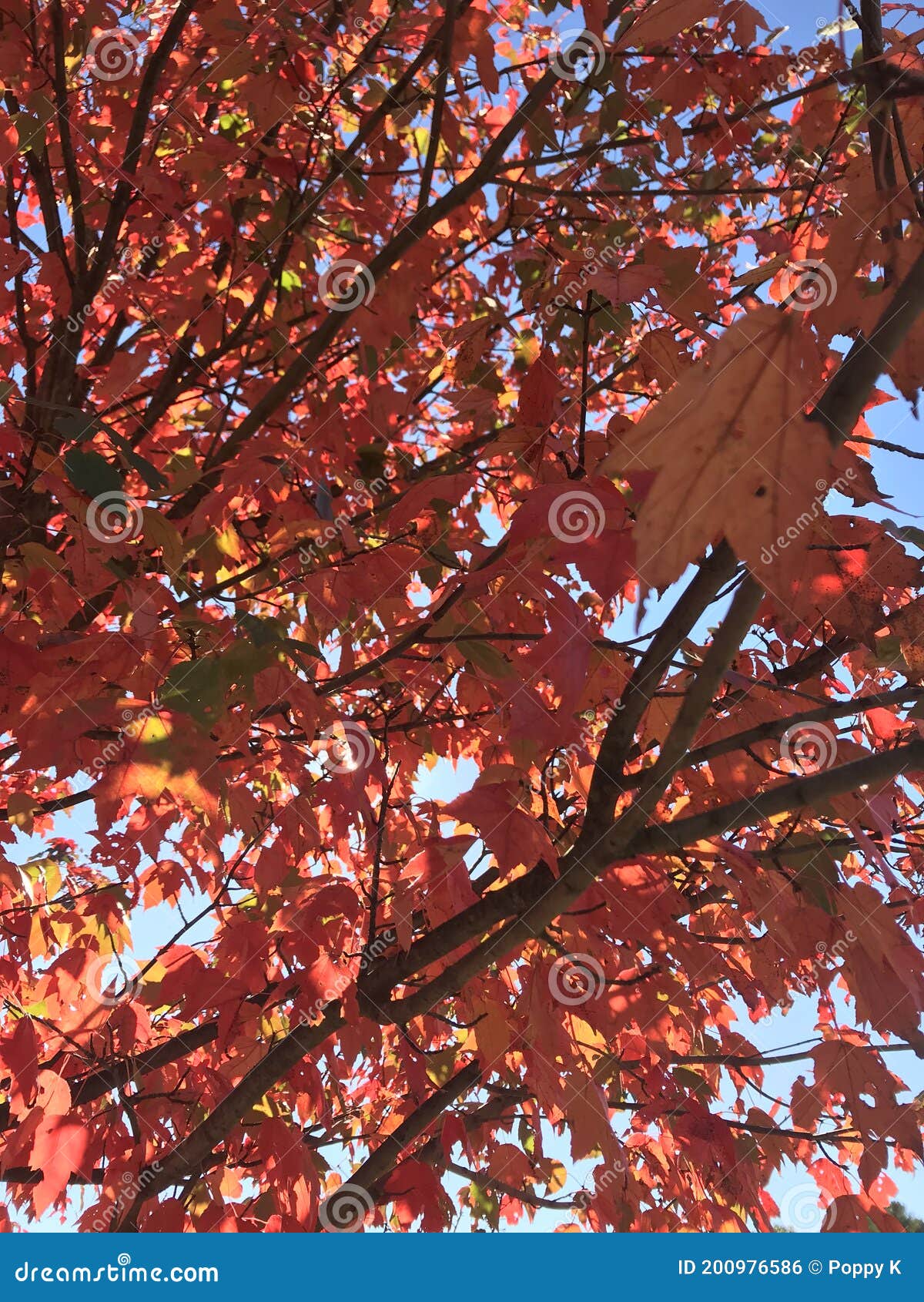 Maple Leaves Change the Colors in Fall Season. Stock Photo - Image of ...