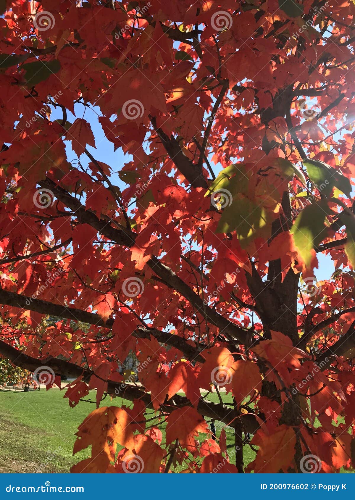 Maple Leaves Change the Colors in Fall Season. Stock Photo - Image of ...