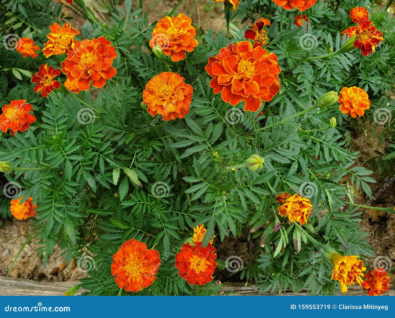Pretty Marigold Flowers ,Natural Lighting Stock Image - Image of ...