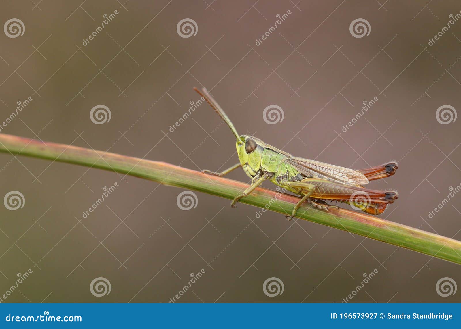 A Pretty Meadow Grasshopper, Chorthippus Parallelus, Perching on Grass ...
