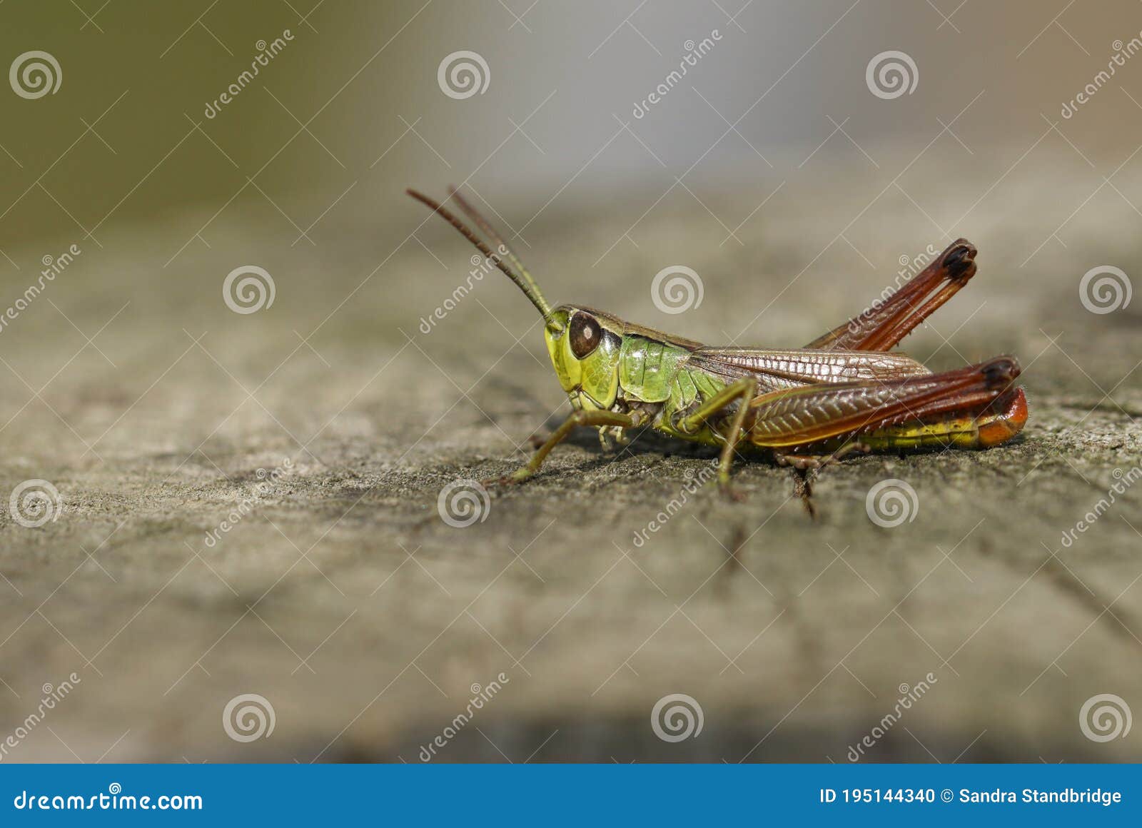 A Pretty Meadow Grasshopper, Chorthippus Parallelus, Perching on Wooden ...