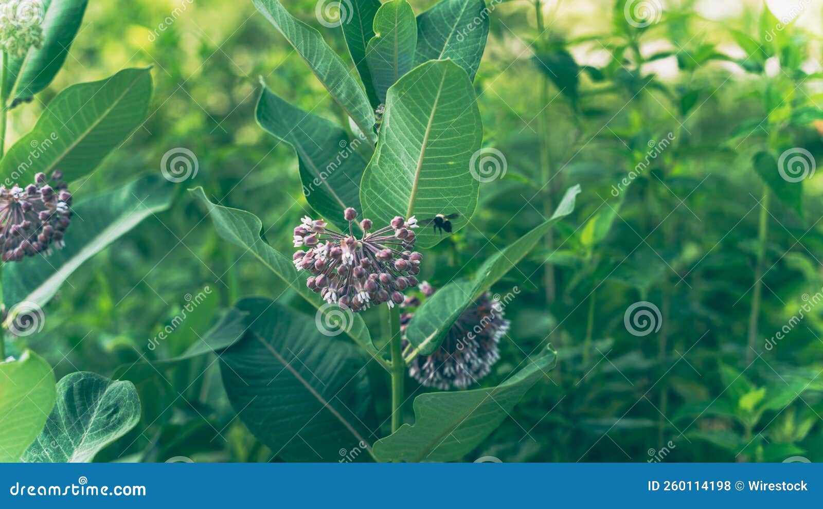 Pretty Milkweed Growing in the Green Field Stock Photo - Image of flora ...