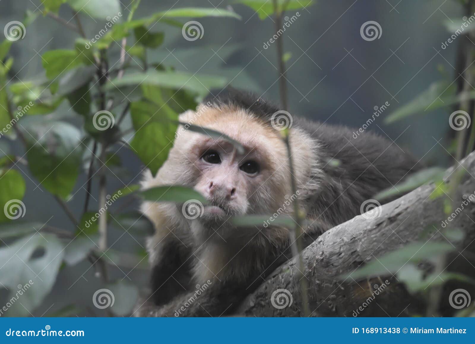 A portrait of a monkey. stock photo. Image of taiwanese - 168913438