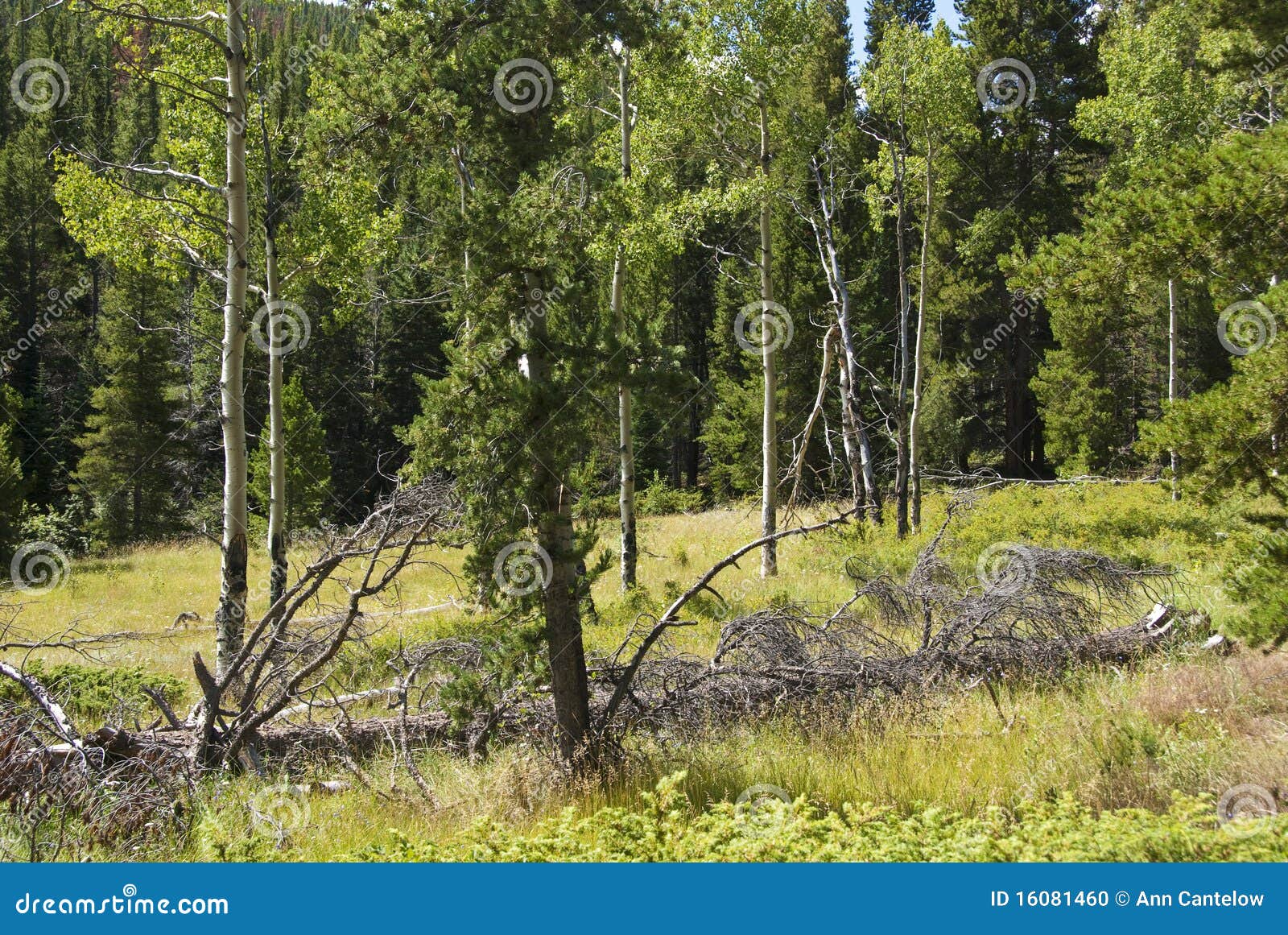 Pretty Mountain Meadow Scene Stock Photo - Image of spacious, relax ...