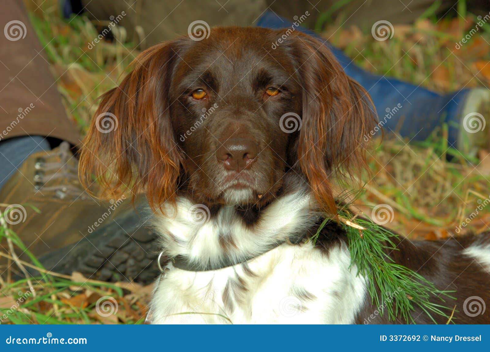 Pretty Muensterlaender dog stock photo. Image of face - 3372692